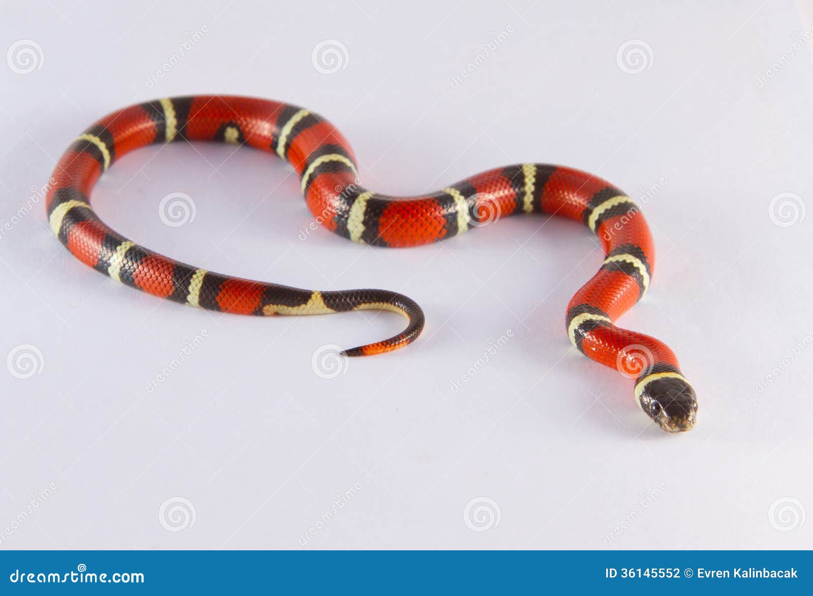 Milk Snake stock photo. Image of slithering, wildlife - 36145552