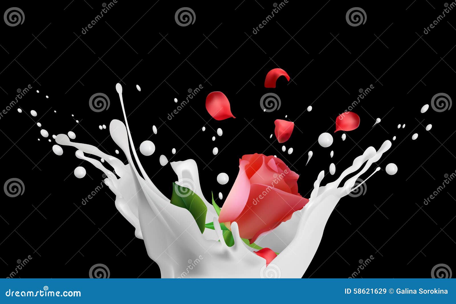 Milk Splash with Rose and Petals Stock Vector - Illustration of cream ...