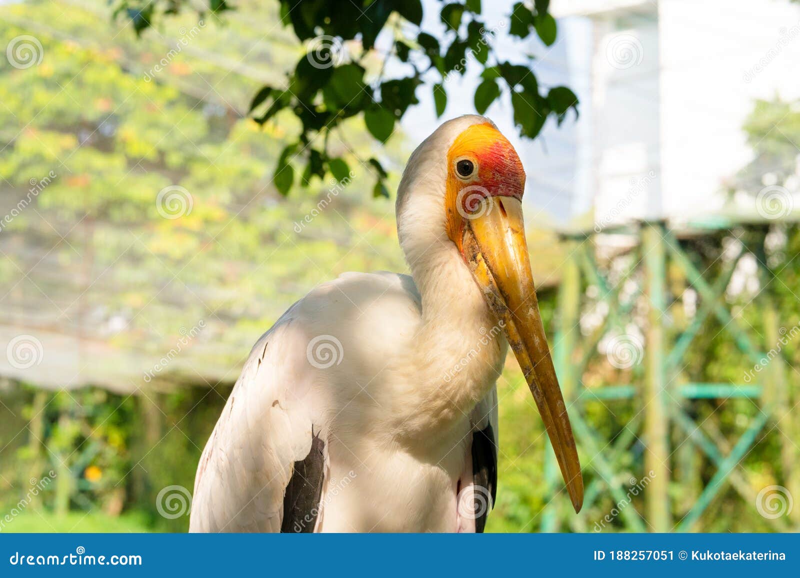 A Milk Stork Sits Close-up Portrait. a Stork Sits Under a Tree Stock ...