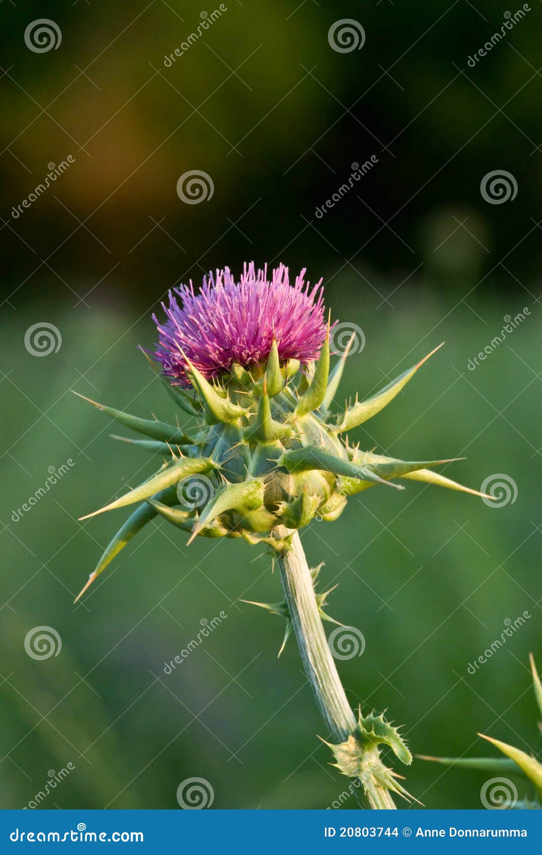 Milk Thistle stock photo. Image of milk, spikes, spikey - 20803744