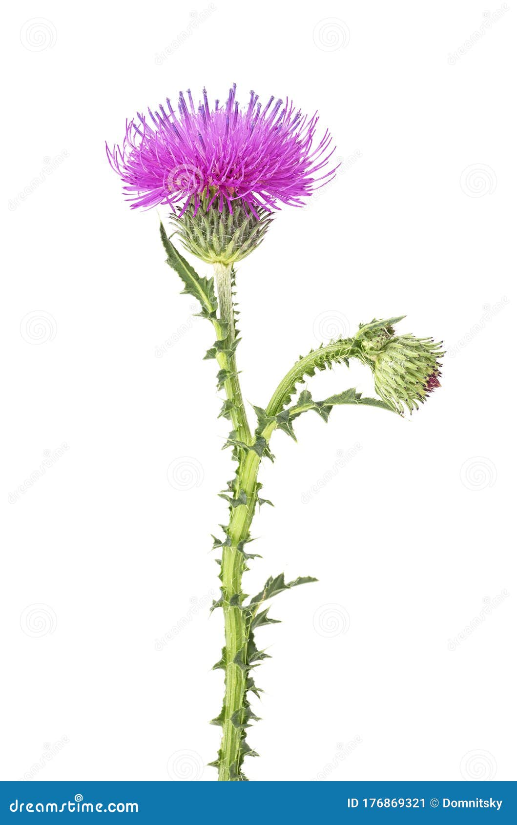Milk Thistle Flower on Stem Isolated on White Background Stock Image ...