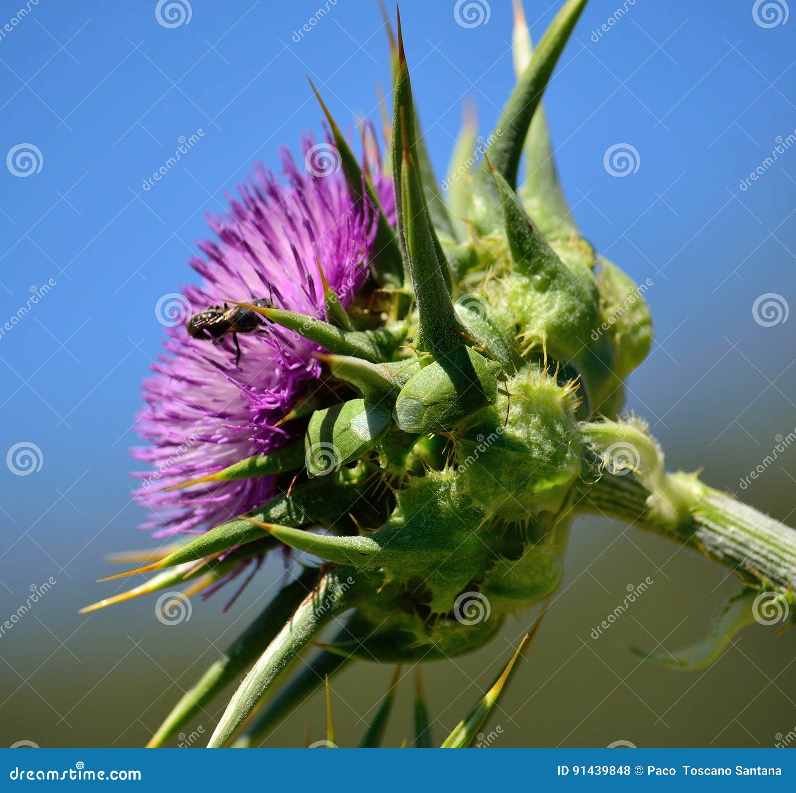 Milk Thistle and Green Beetles in Mating Stock Photo - Image of live ...