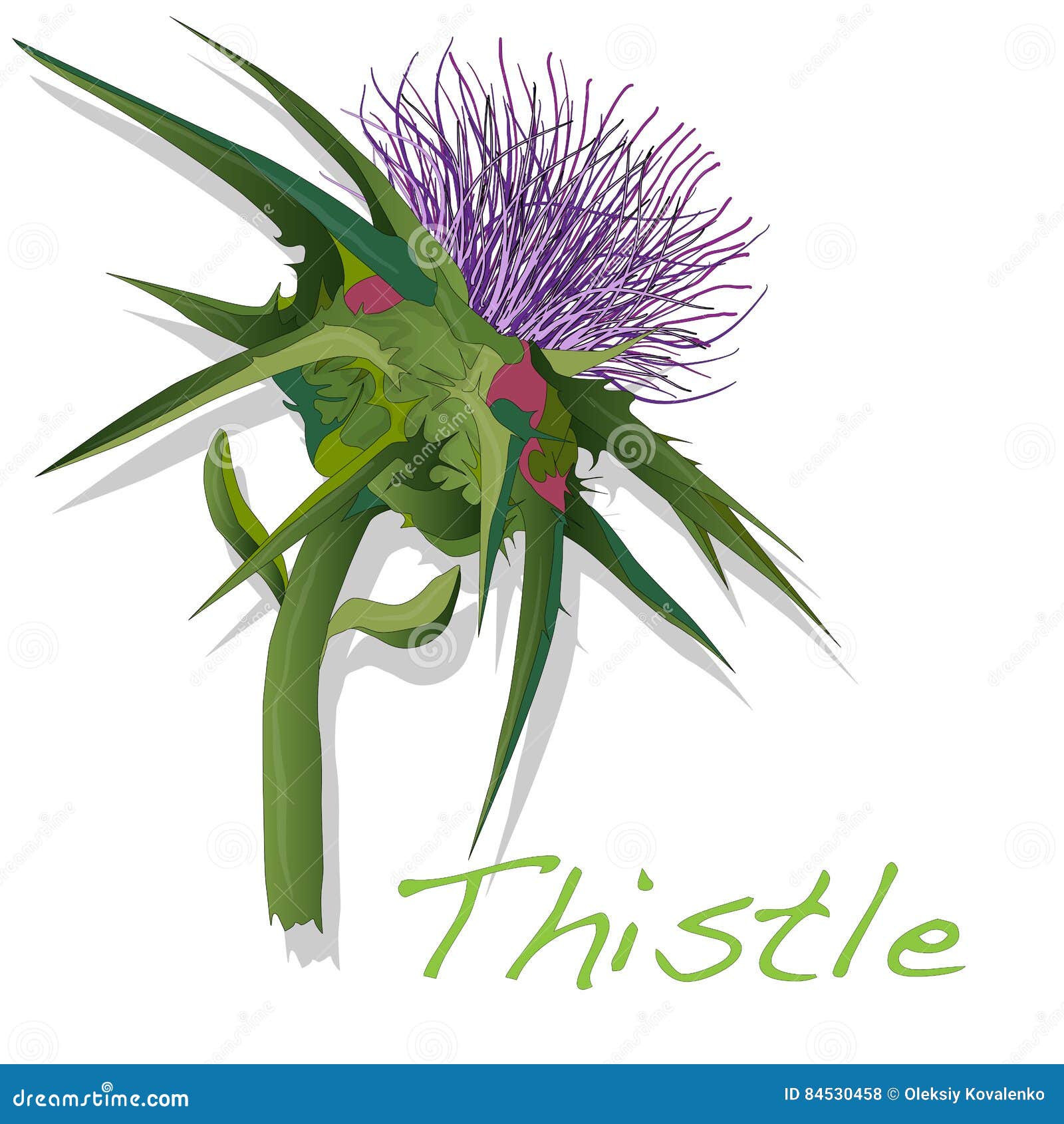 Thistle Plant Vector Emblem In Four Colorful Palettes. Simple Digital ...