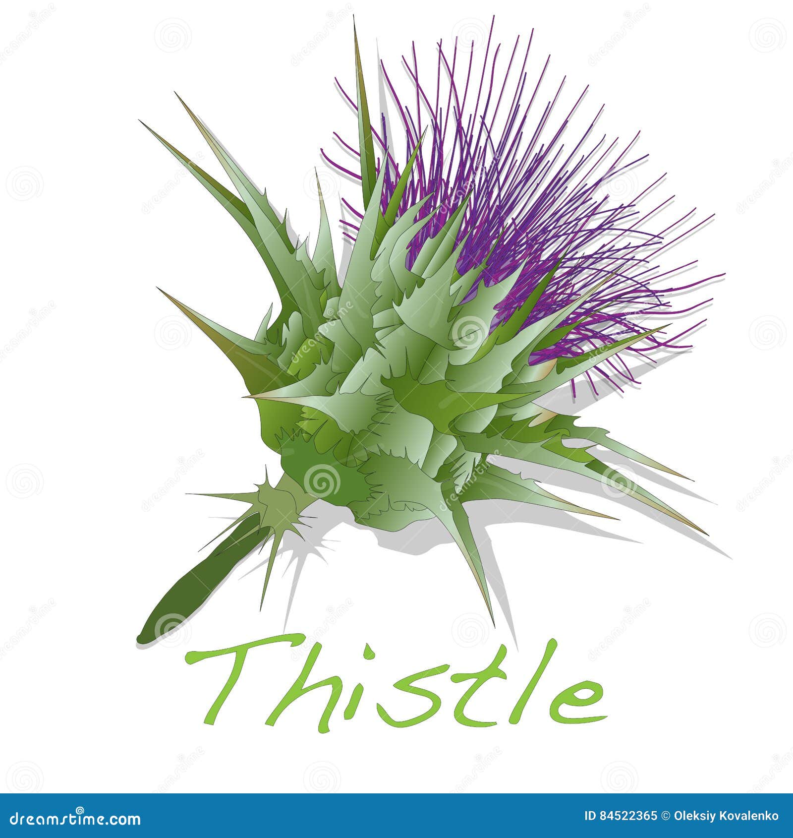 Thistle Plant Vector Emblem In Four Colorful Palettes. Simple Digital ...