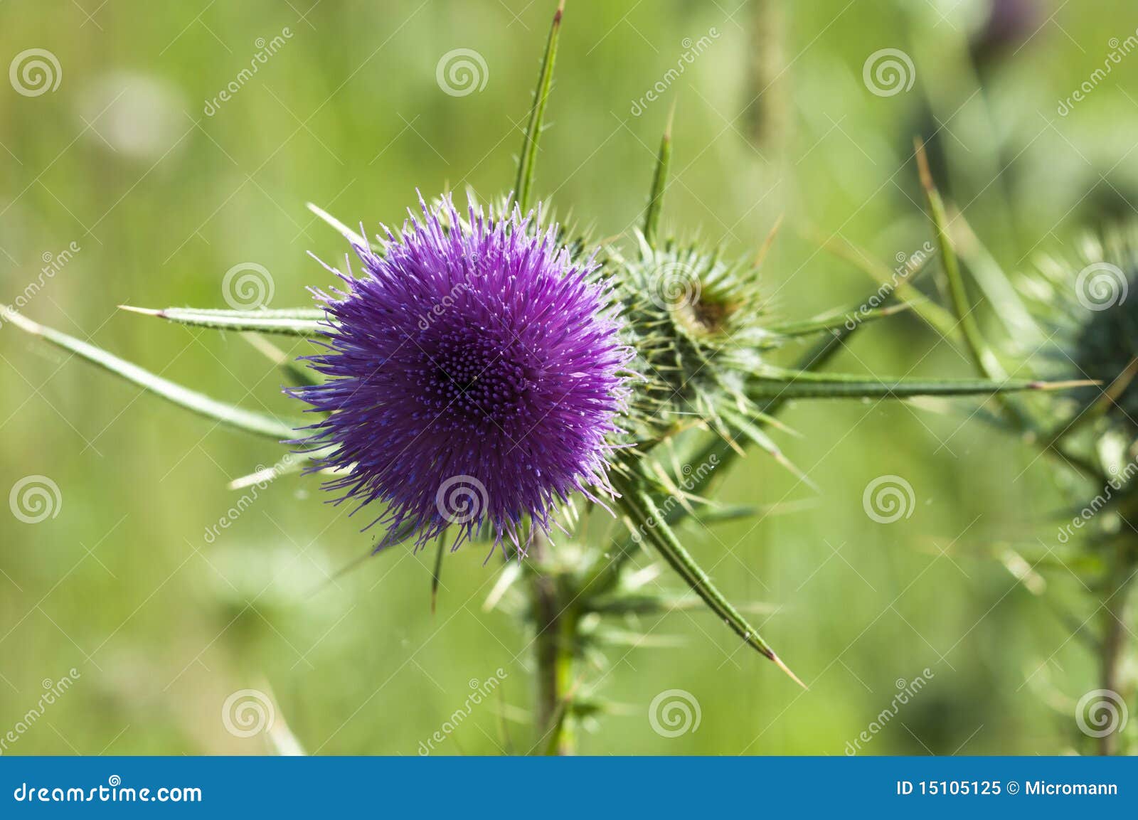 Milk Thistle - Silybum stock image. Image of plant, bloom - 15105125