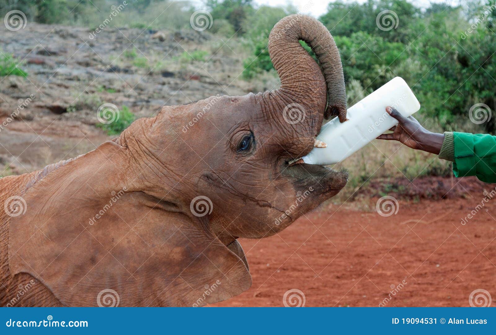 Milk Time stock image. Image of orphanage, brown, african - 19094531