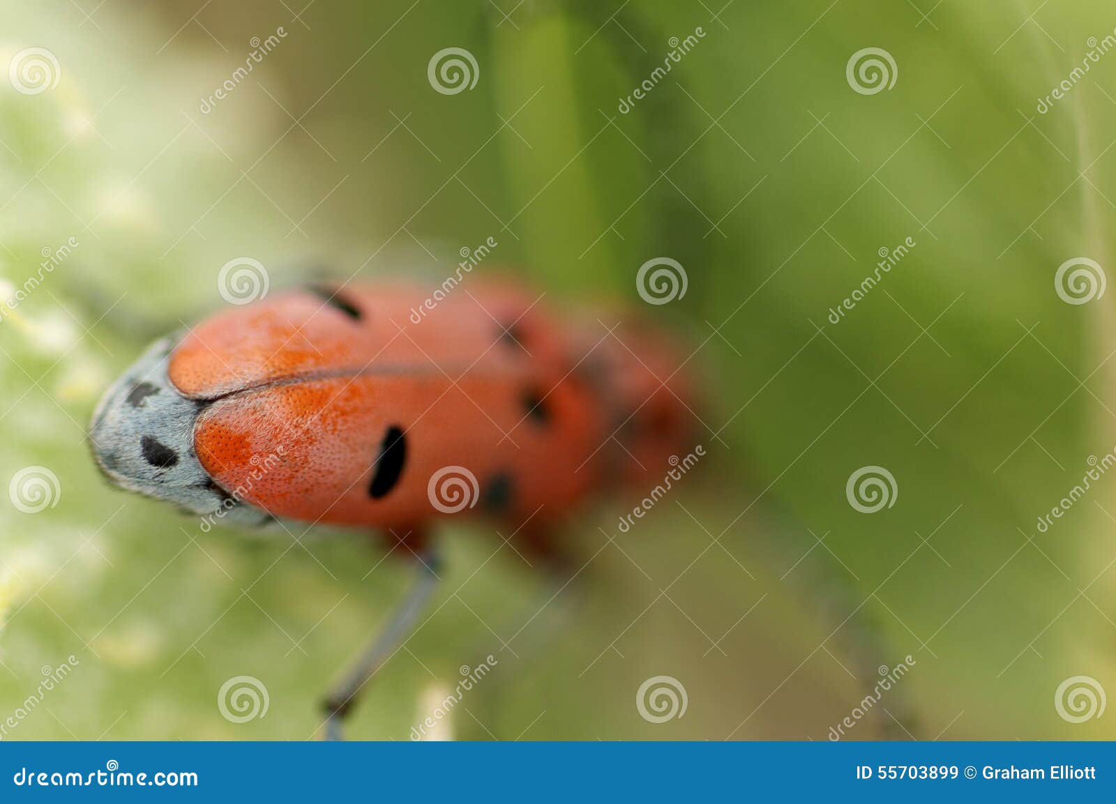 MIlk Weed Beetle from Behind Stock Image - Image of jumping, beautiful ...