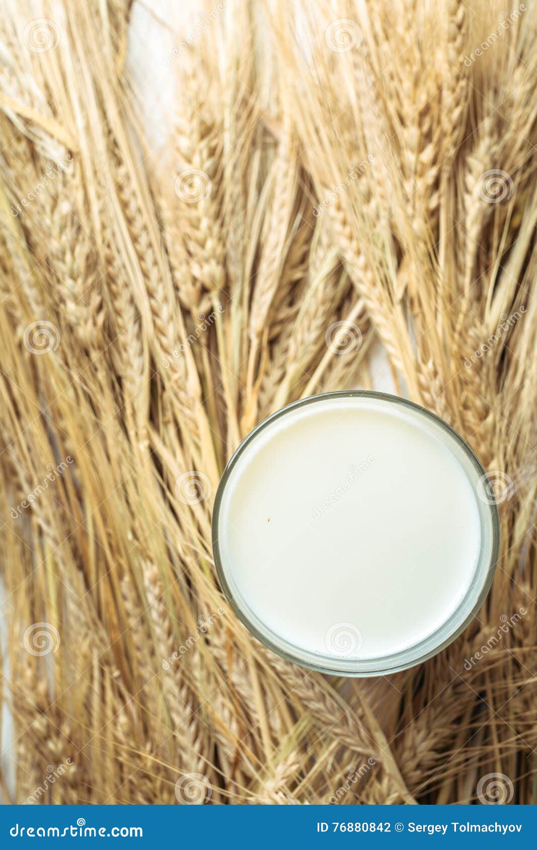 Milk and wheat stock photo. Image of cheese, meal, grain - 76880842