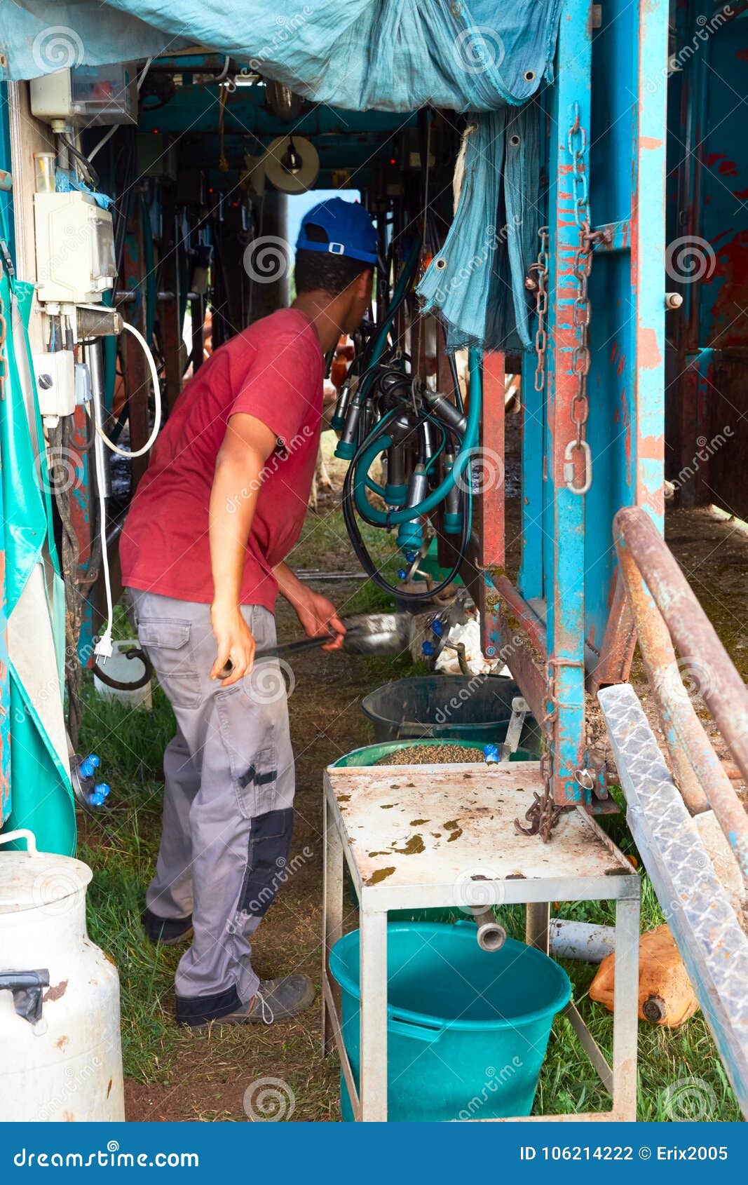 Milker Doing Milking Operation with Cows Utter and Pipelines Stock ...