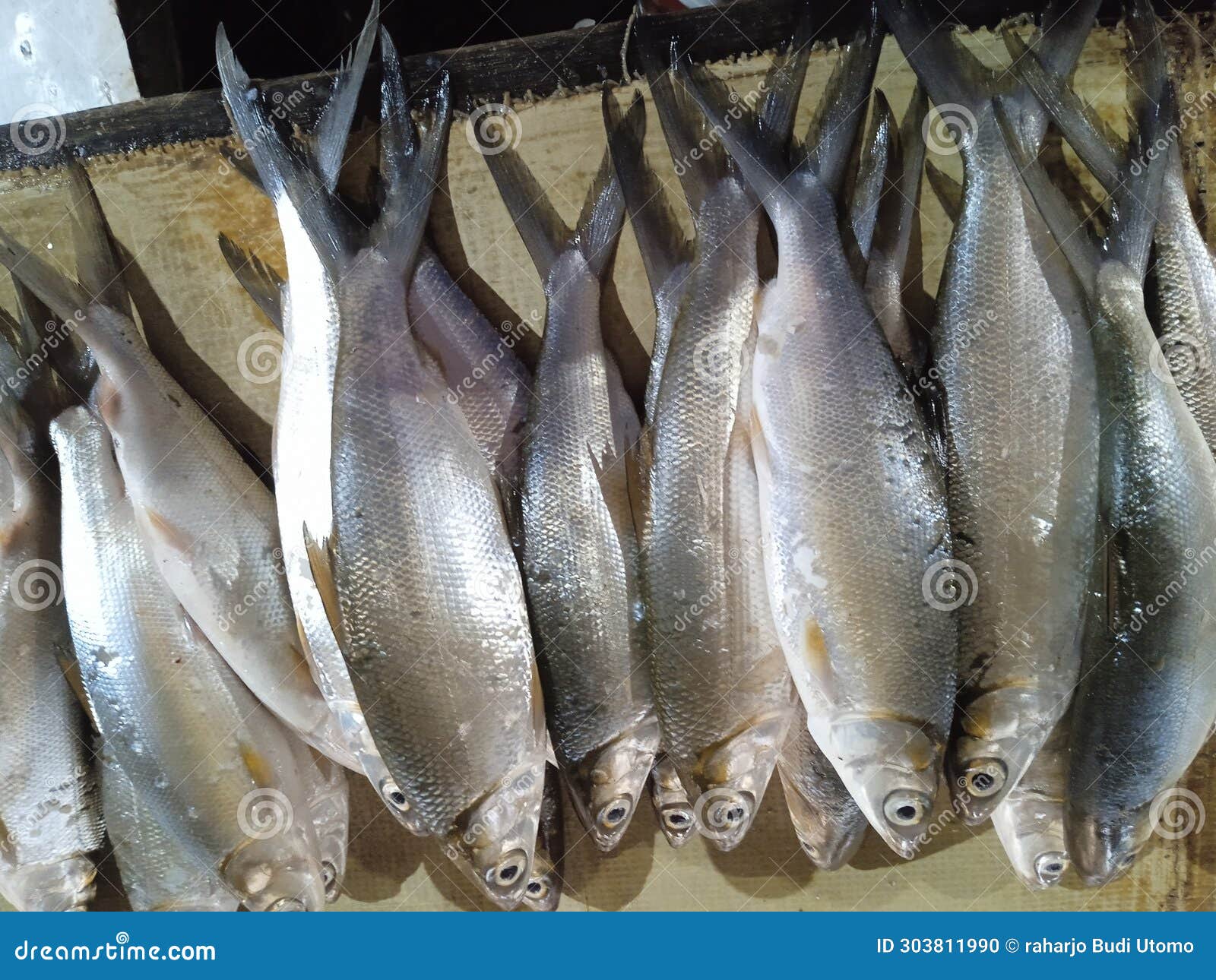 Milkfish is the Result of Land Fish Cultivation Stock Photo - Image of ...