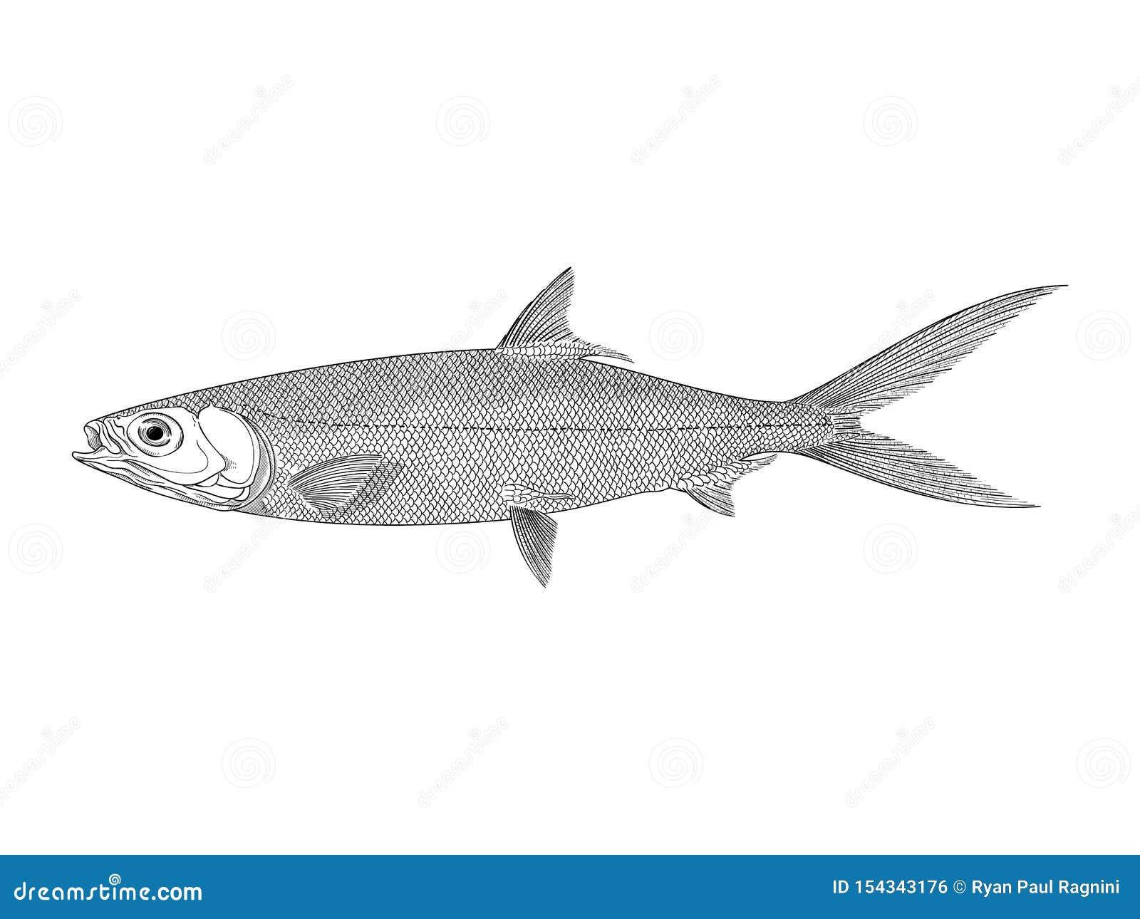 Milkfish Vector Illustration Stock Illustration - Illustration of ...