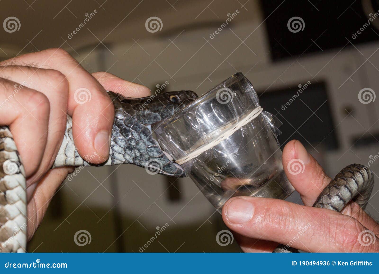 Australian Tiger Snake Rearing Its Head. Royalty-Free Stock Photography ...