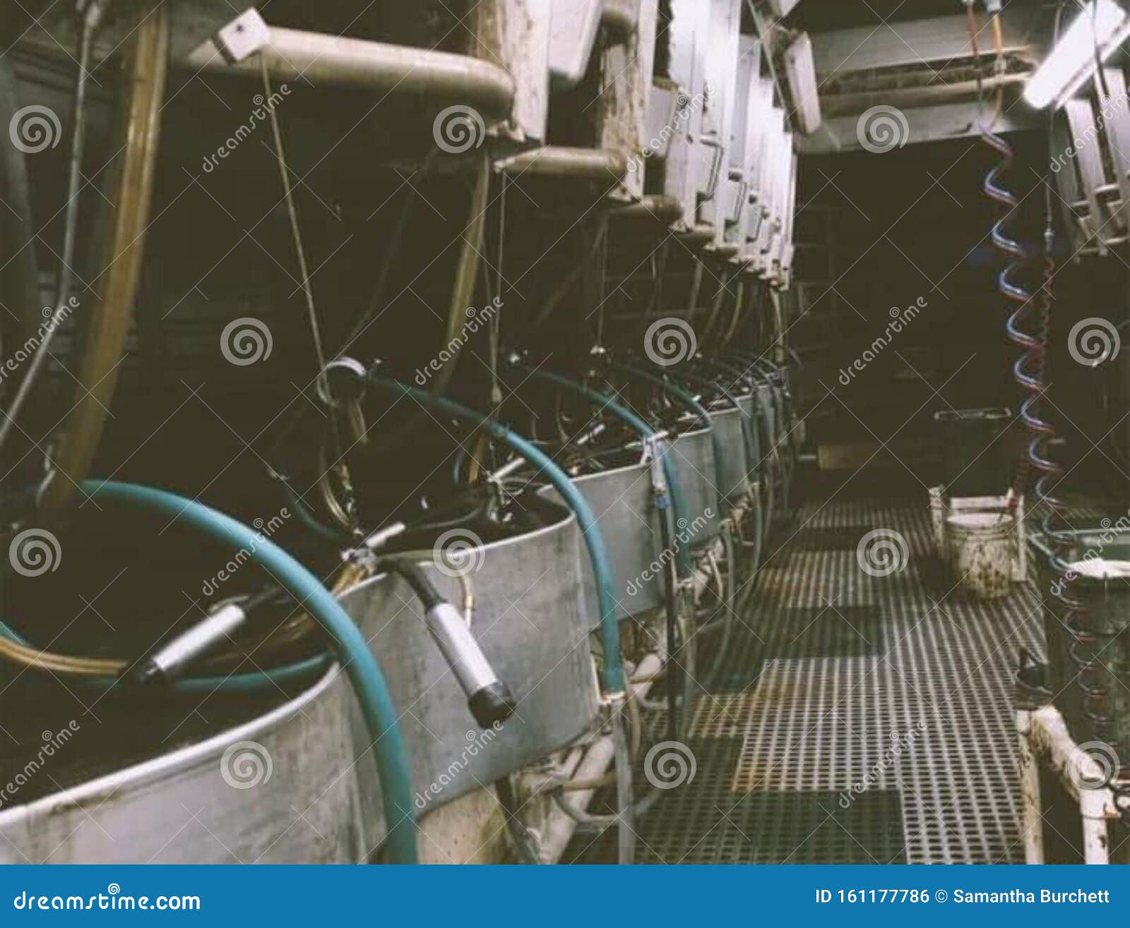 A milking Center at a farm stock photo. Image of tools - 161177786