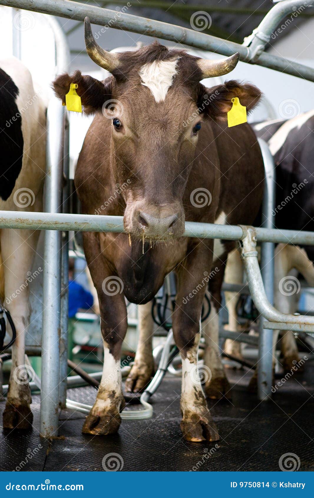 Milking cow stock photo. Image of mammal, milking, ranch - 9750814