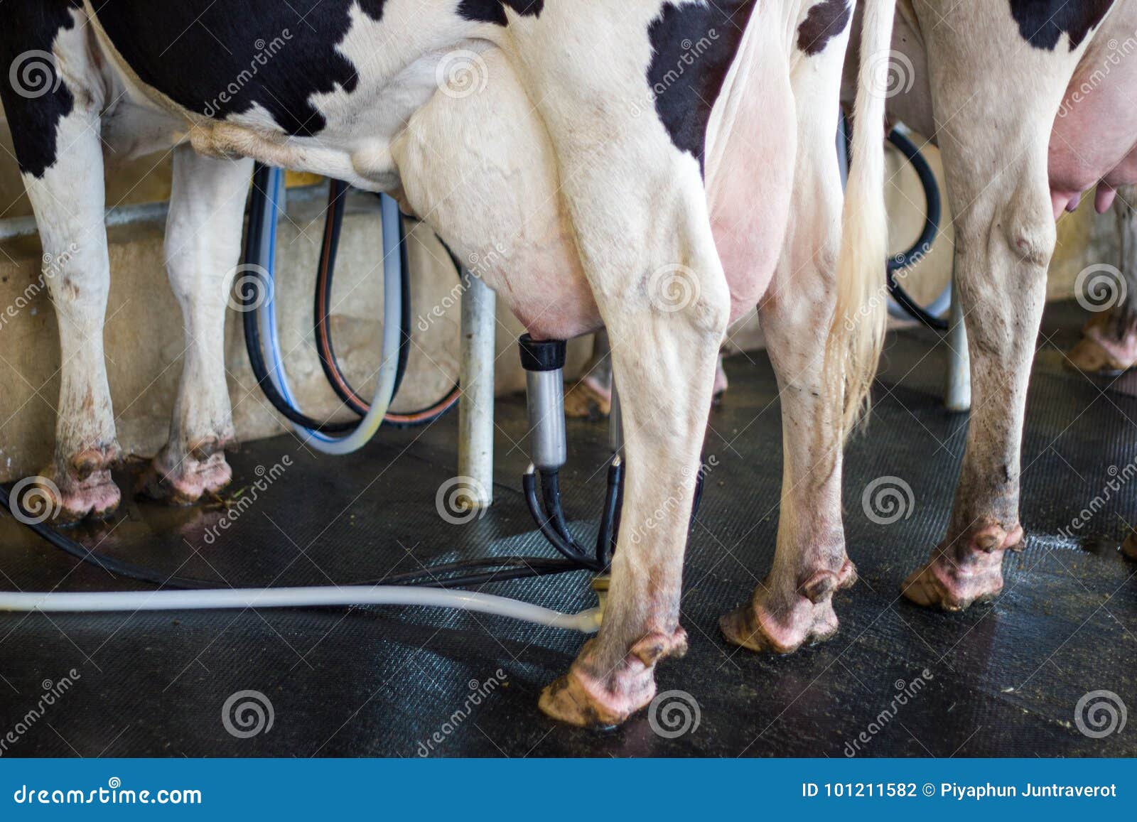 Milking Cow with Milking Machine Stock Photo - Image of bovine ...