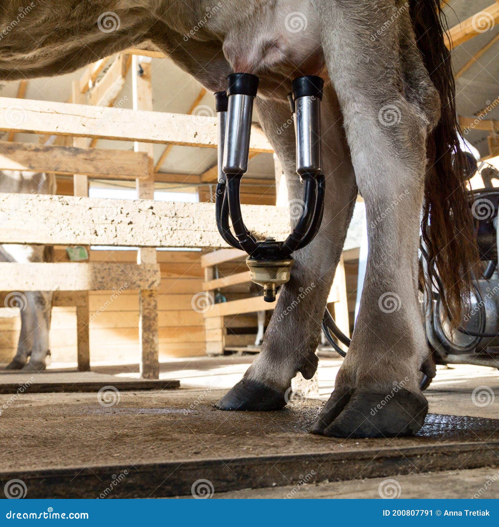 Milking a Cow. Cow Udder and Milking Machine Stock Image - Image of ...