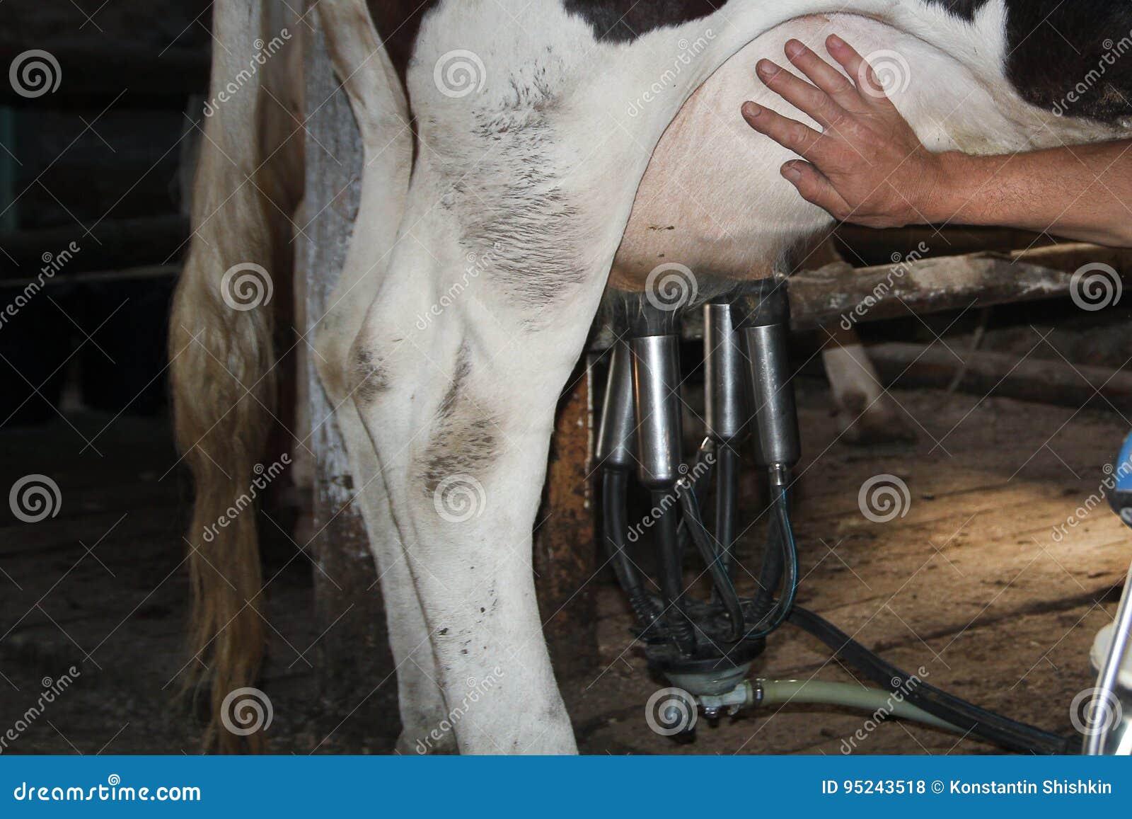 Milking a Cow Using a Mechanical Device Stock Photo - Image of ...