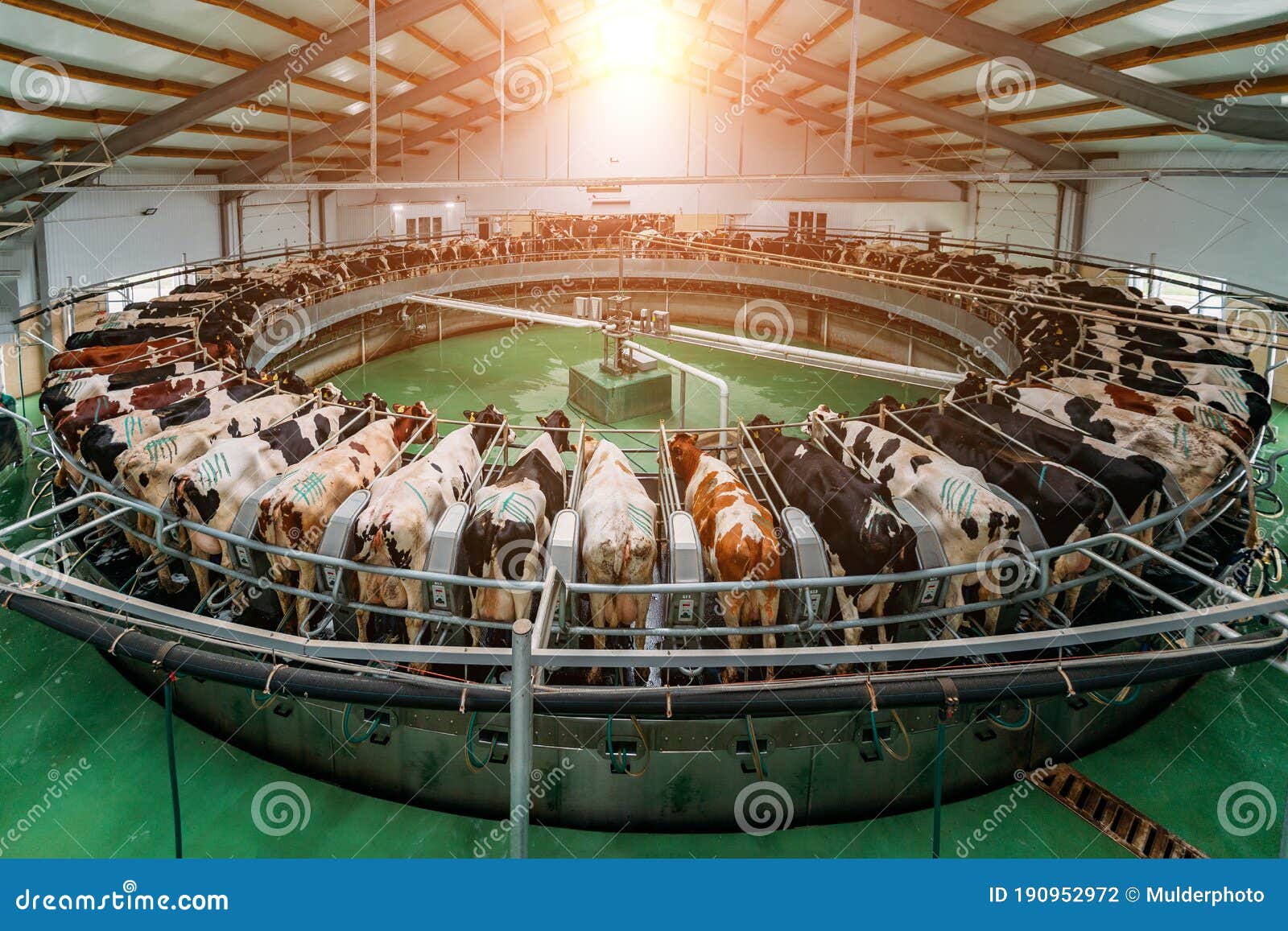 Milking Cows by Automatic Industrial Milking Rotary System in Modern ...