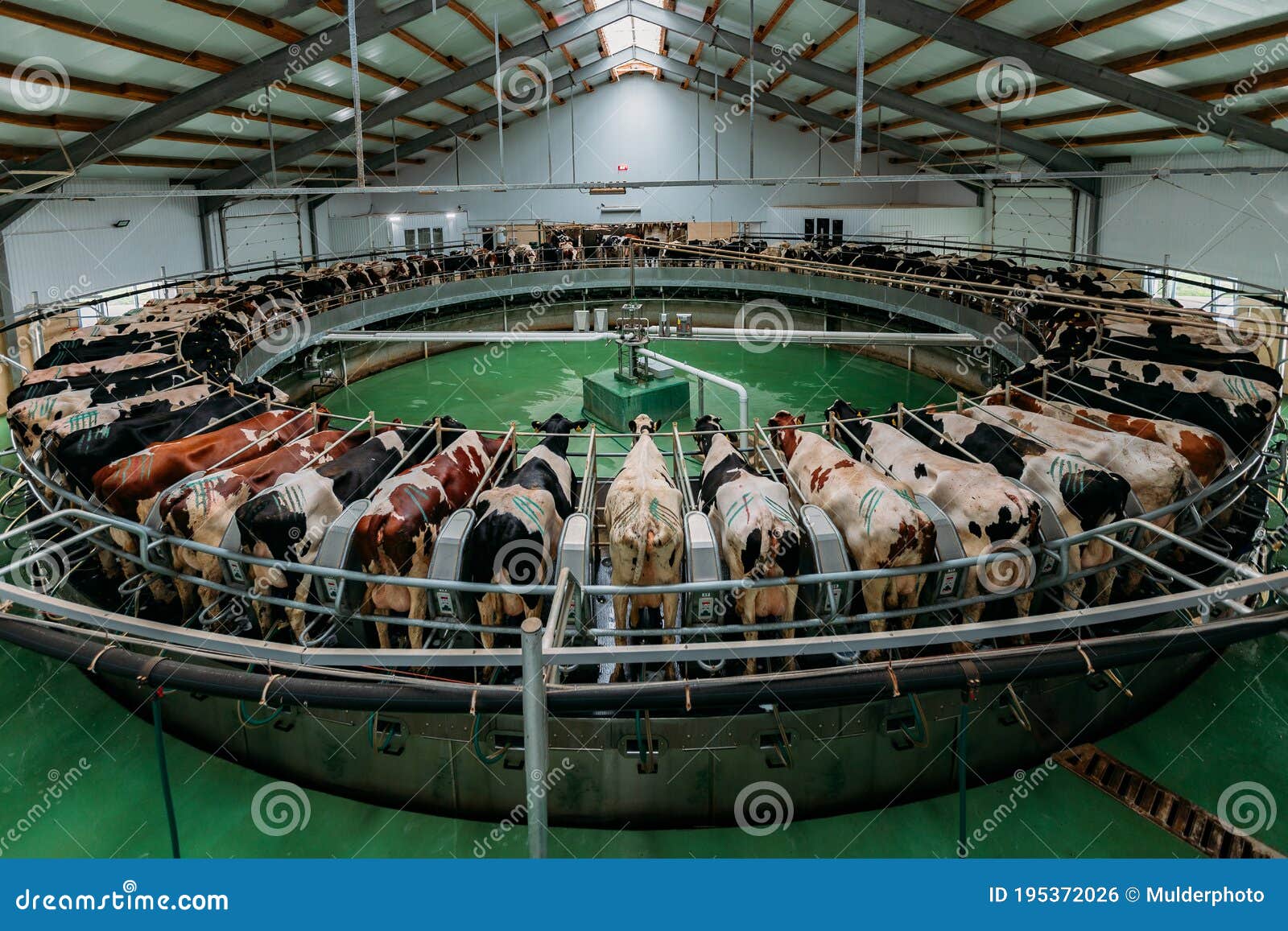 Milking Cows by Automatic Industrial Milking Rotary System in Modern ...