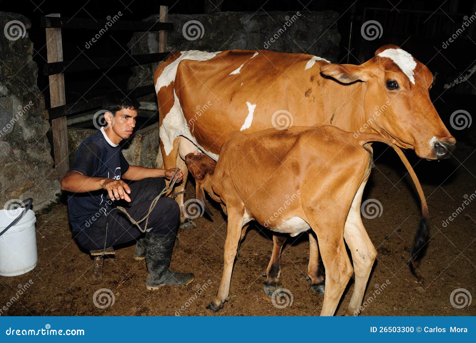 Milking cows - Colombia editorial image. Image of economy - 26503300