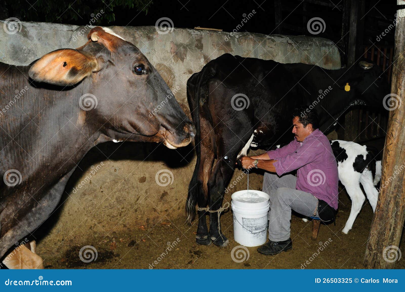 Milking The Cows With A Fully Automated Milking Robot Royalty-Free ...