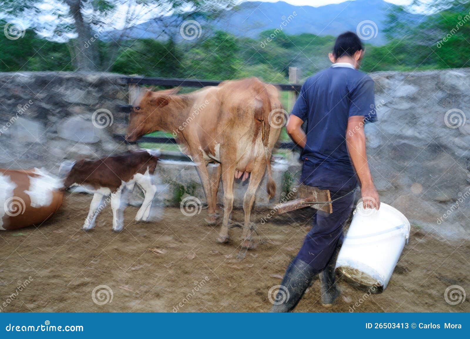 Milking cows - Colombia editorial stock photo. Image of tropical - 26503413