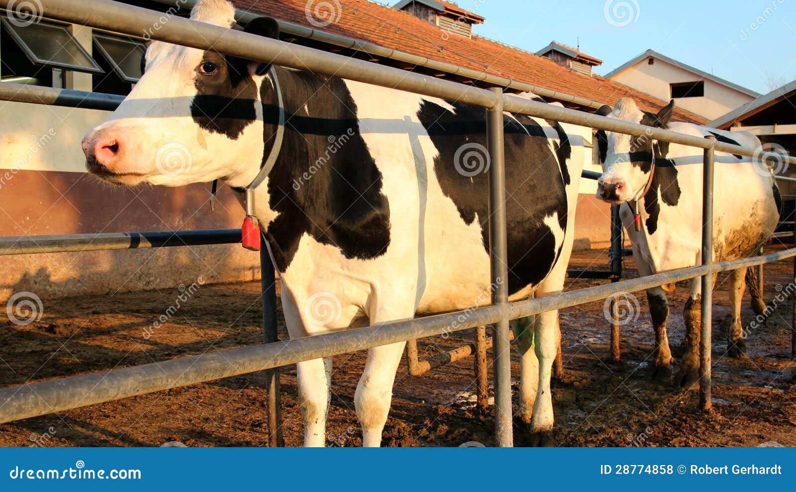 Milking Cows at a Dairy Farm Stock Photo - Image of business, breeding ...