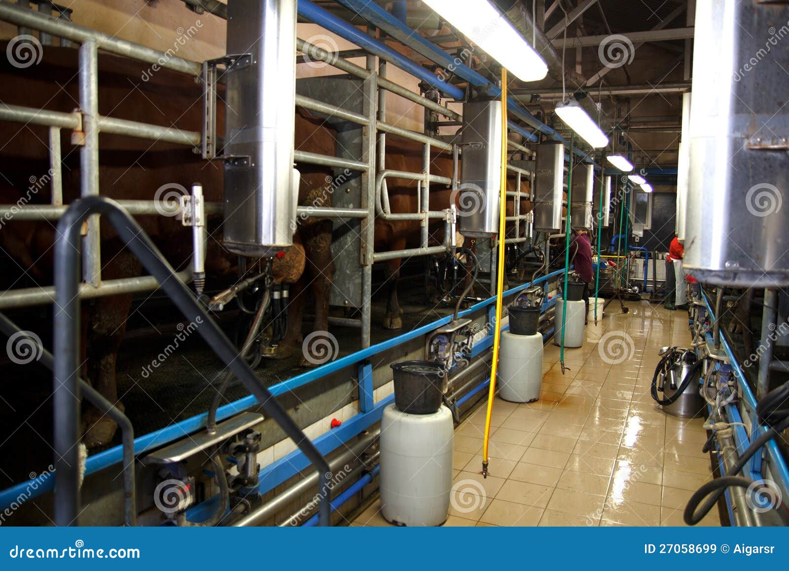 Milking Cows on farm stock image. Image of milking, rural - 27058699