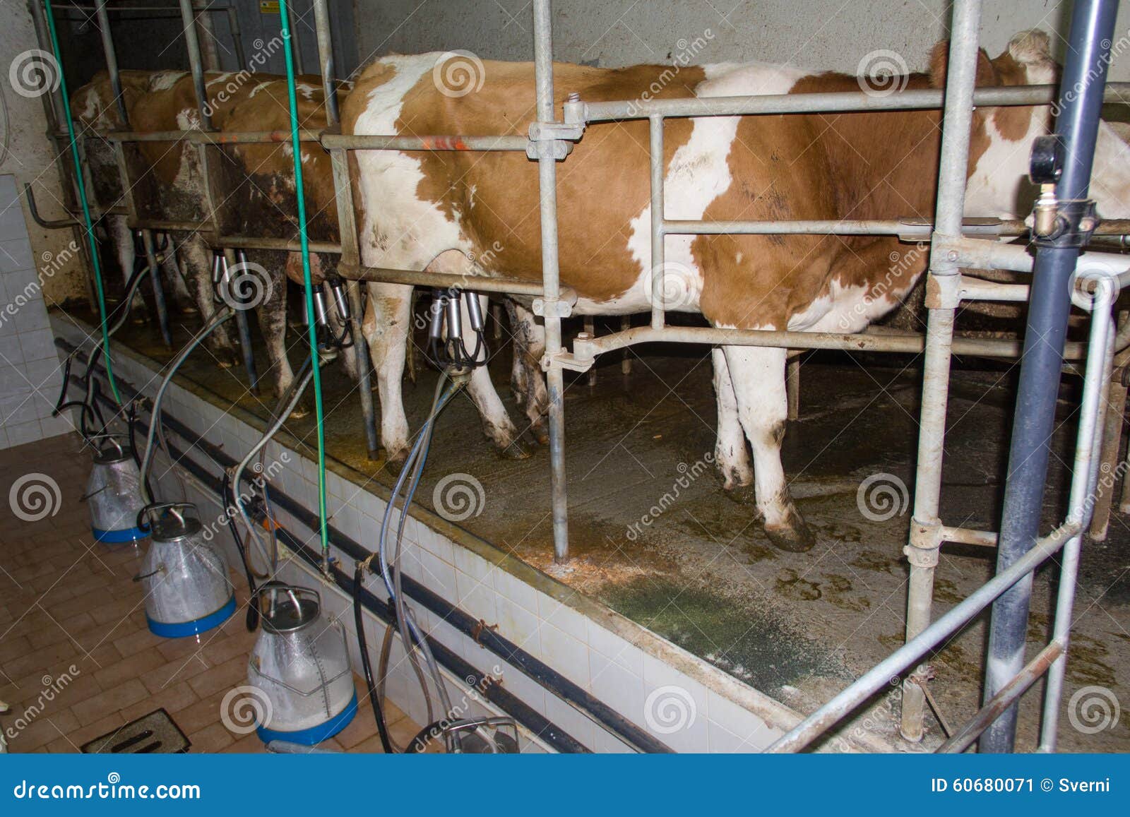 Milking Cows Process On Automatic Industrial Milking System In Dairy ...