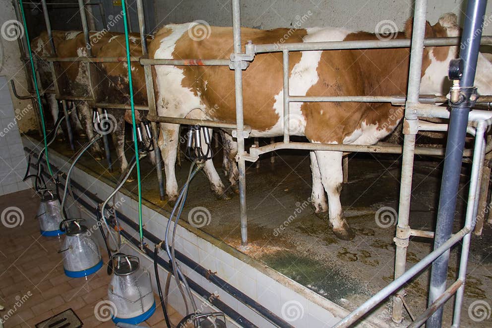 Milking cows stock image. Image of farmland, domestic - 60680071