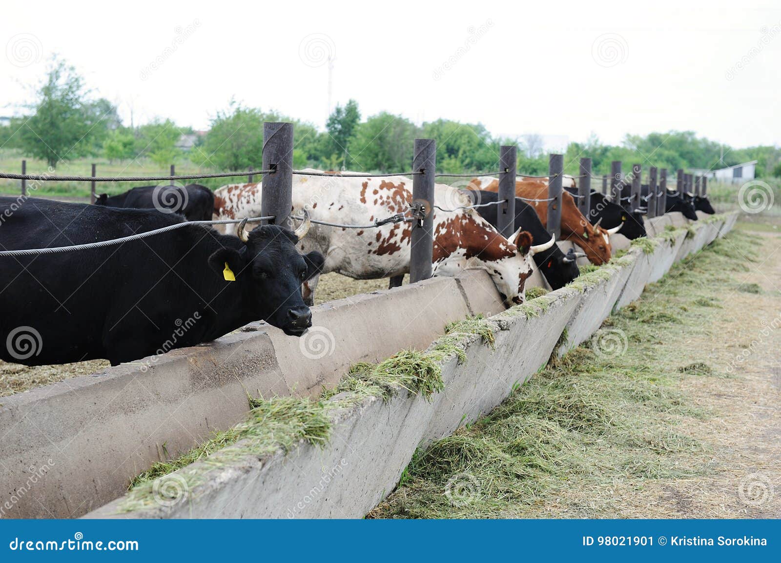 Milking Cows on Farm Eat Silage Editorial Photo - Image of dairy ...