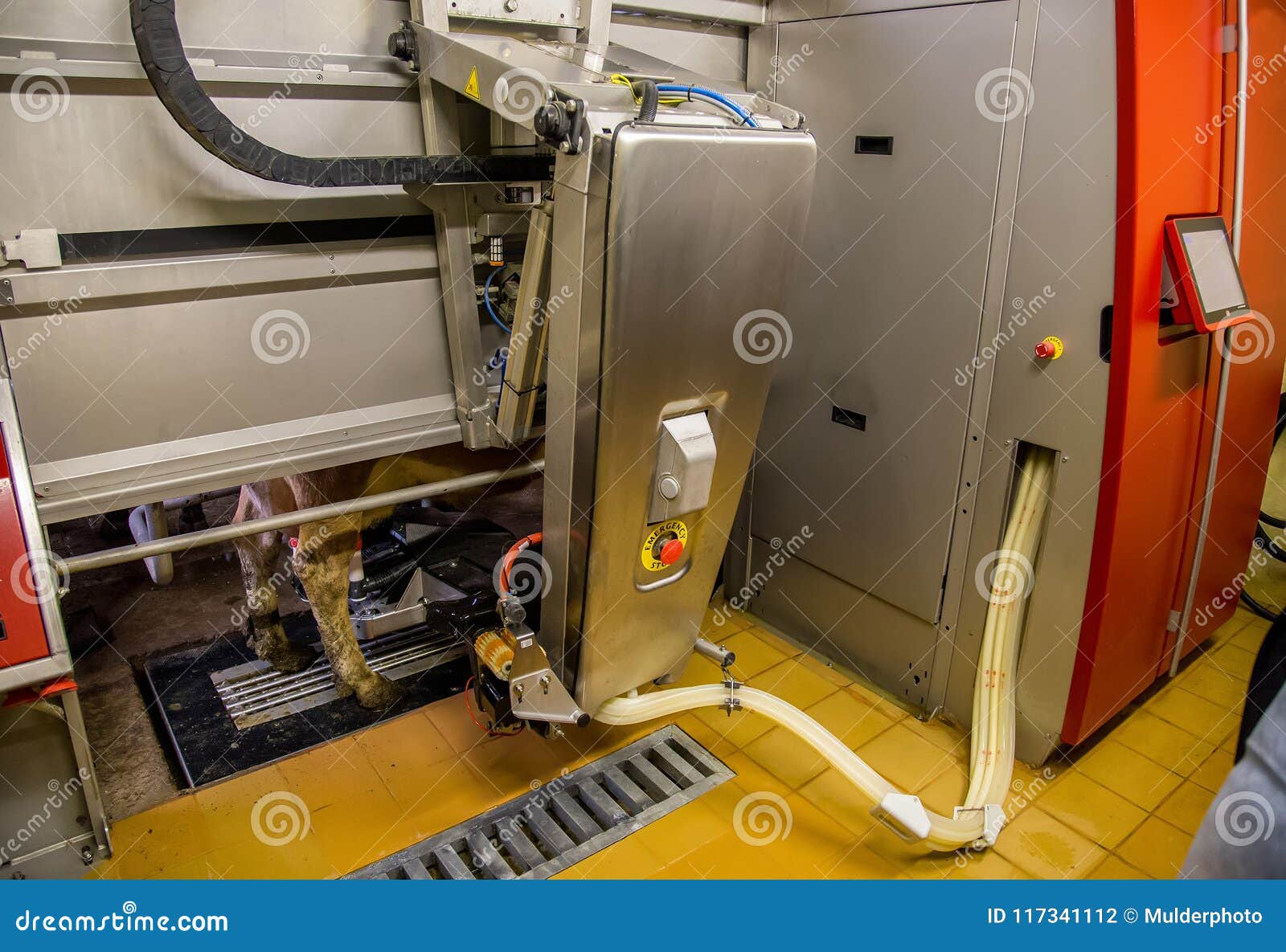 Milking the Cows with a Fully Automated Milking Robot Stock Photo ...