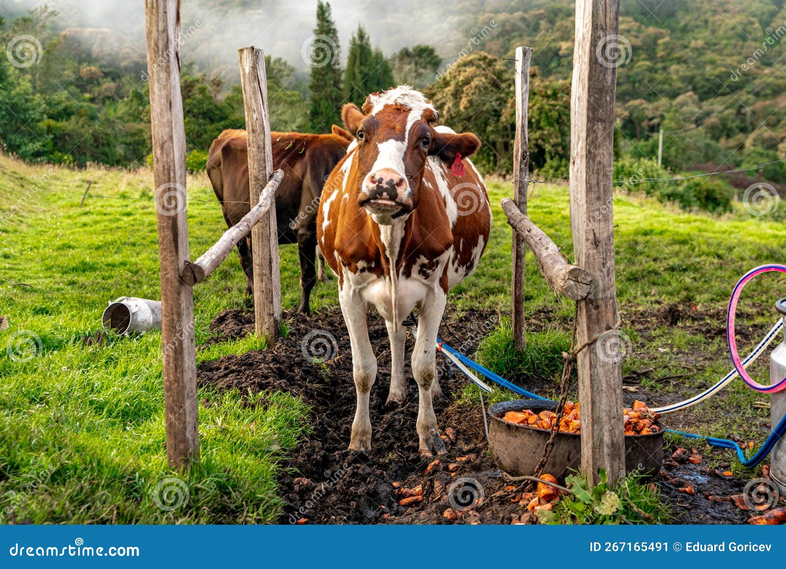 Milking Cows with the Help of Technology in the Farm Yard Stock Image ...