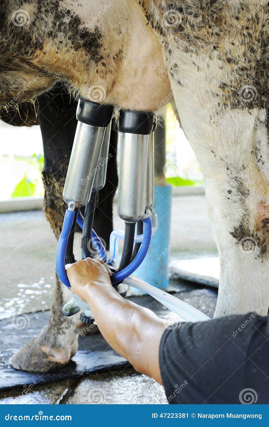 Milking cows machine stock image. Image of dairy, automated - 47223381