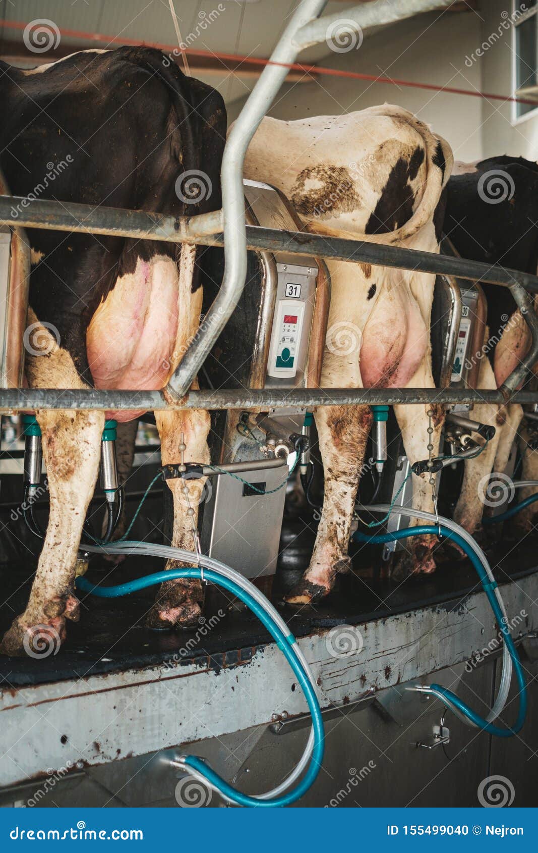 Milking Cows on Rotary Milking Parlor Stock Photo - Image of pressure ... Milking Cows on Rotary Milking Parlor Stock Photo - Image of pressure ...