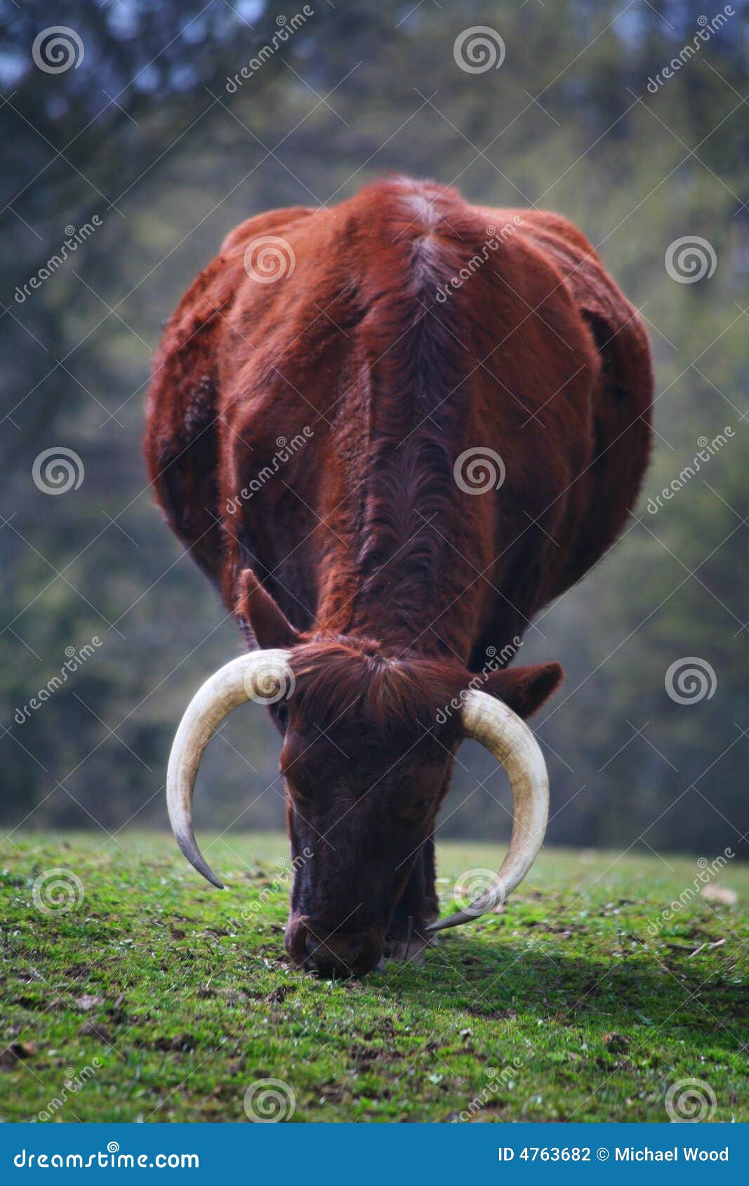 Milking Devon Cattle at Mount Vernon Stock Photo - Image of vernon ...