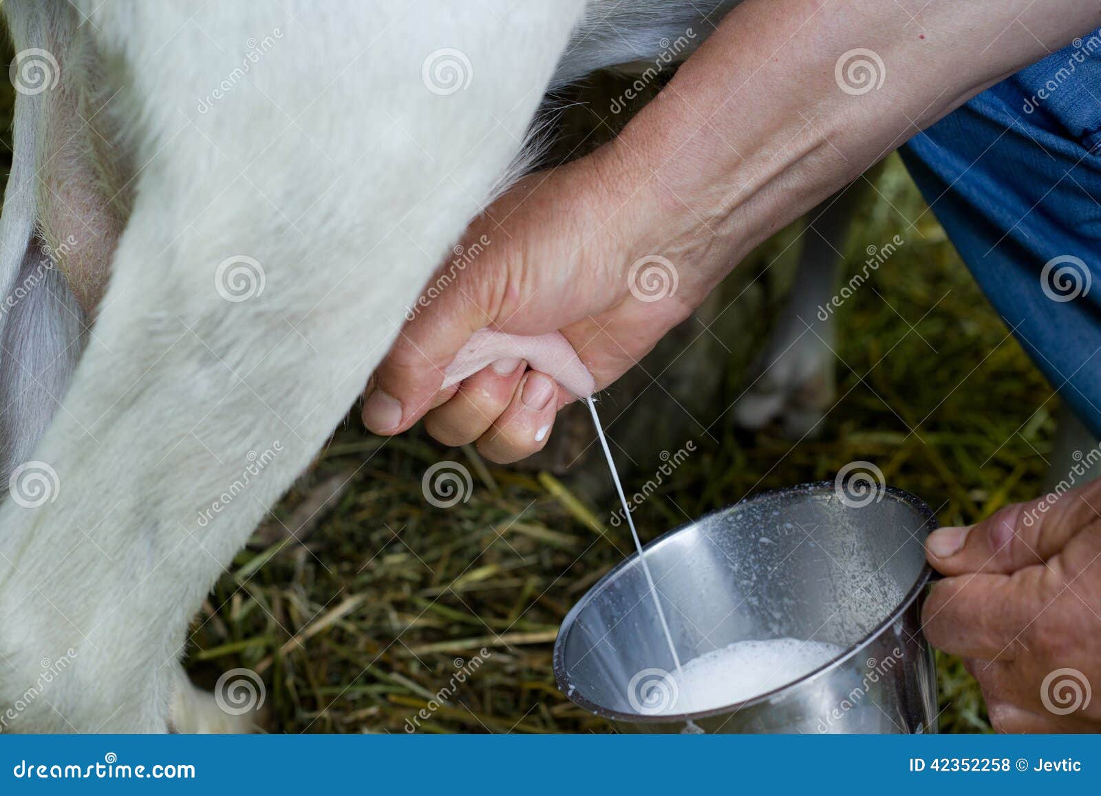 Milking goat stock photo. Image of green, nature, brown - 42352258