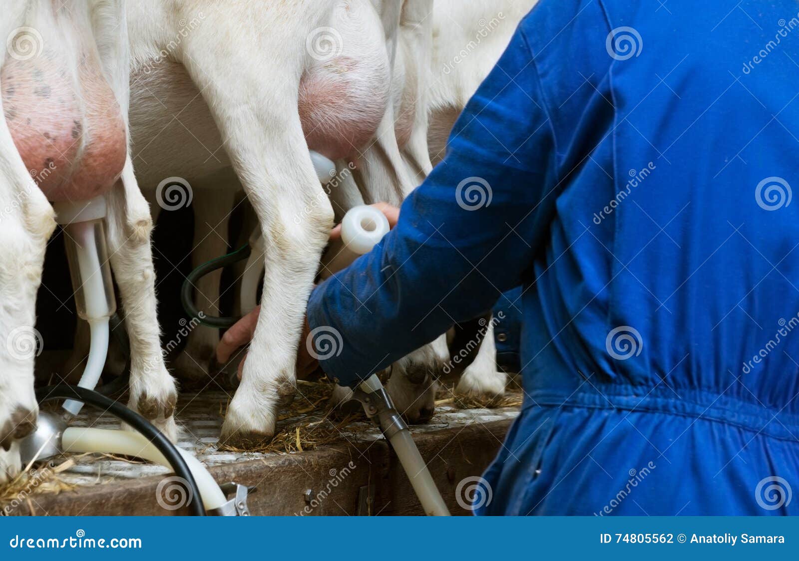 Milking a goat stock photo. Image of hands, food, automatic - 74805562