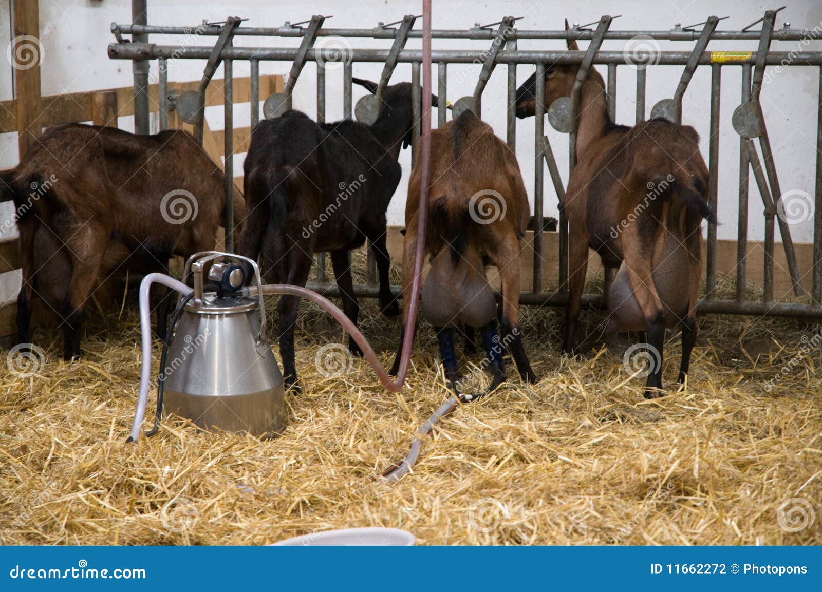 Milking Goats. Getting Milk From Animals On The Farm. Milking Machine ...