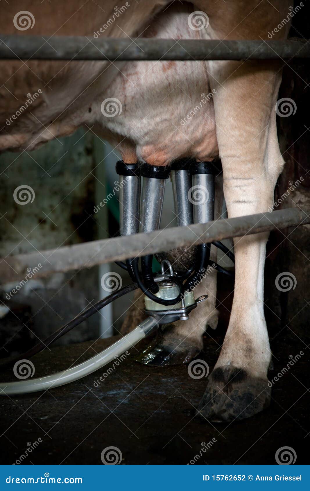 Milking Machine stock photo. Image of central, santa - 15762652