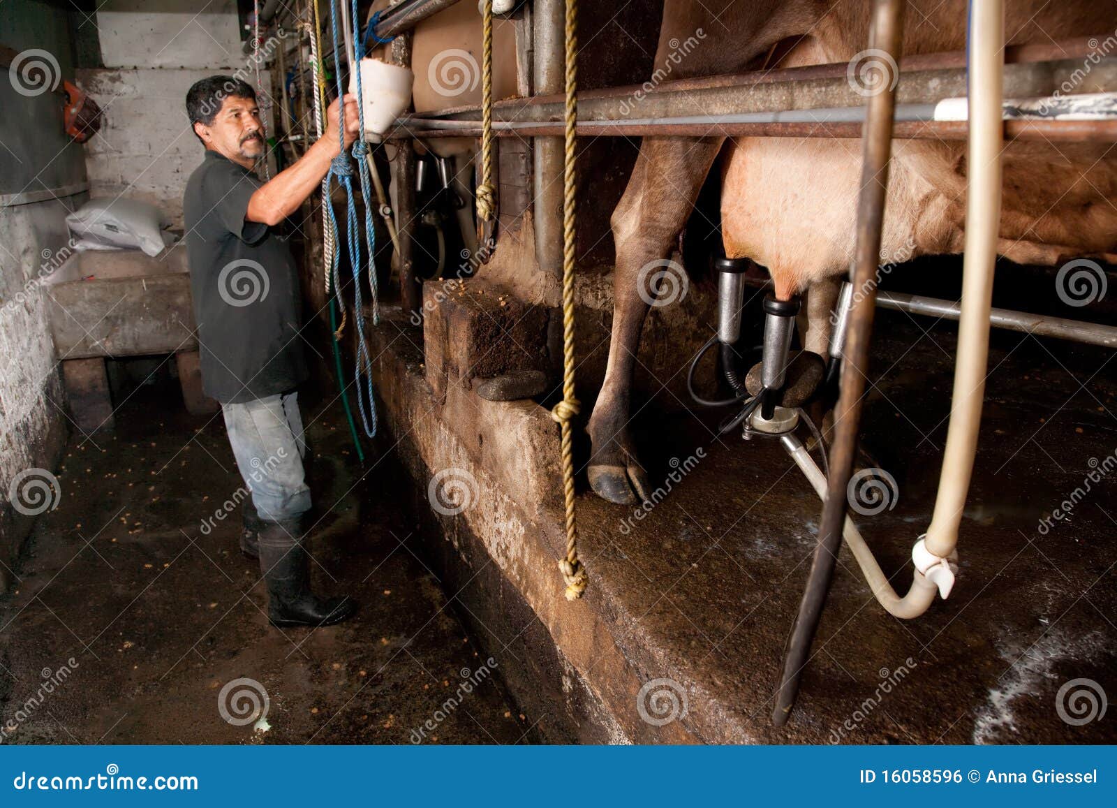 Milking Machine Royalty-Free Stock Photography | CartoonDealer.com ...