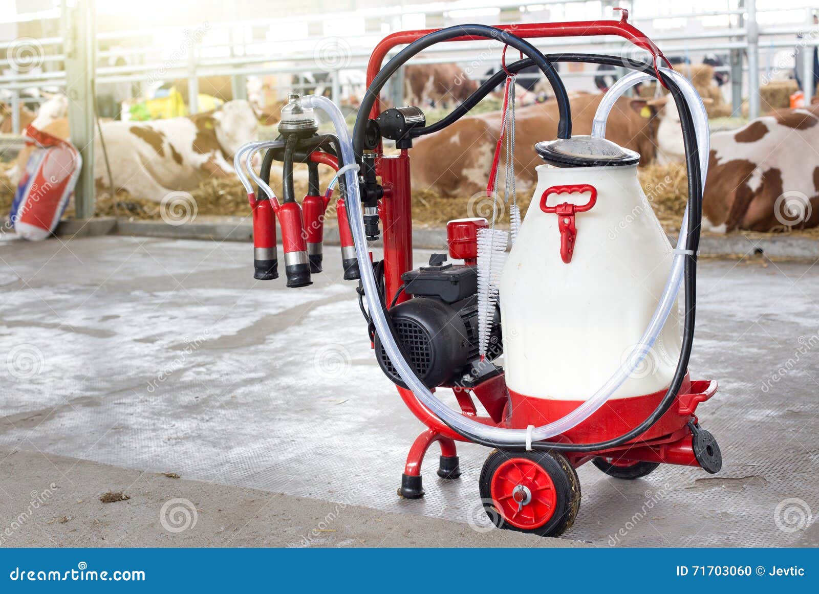 Milking Machine in Front of Cows Stock Photo - Image of clean ...