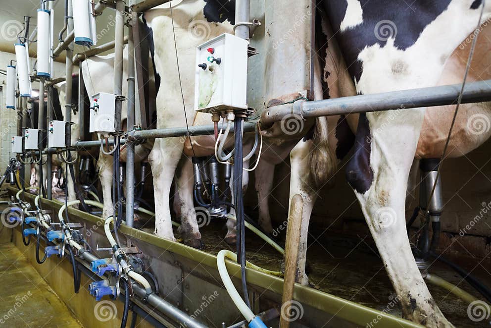 Milking parlor stock photo. Image of metal, agricultural - 41932516