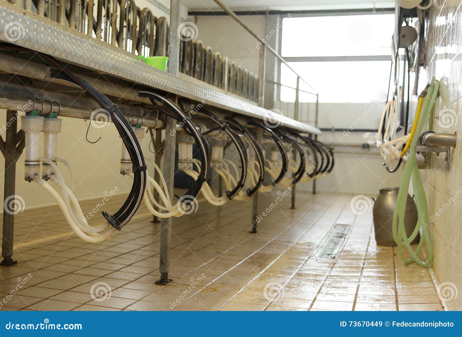 Milking Parlor On A Farm With Cows Waiting Royalty-Free Stock ...