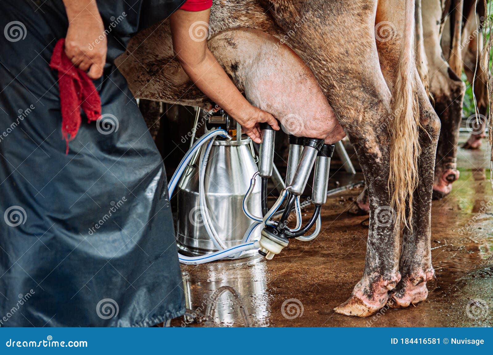 Milking Process with Automatic Dairy Milking Machine in Local Farm ...