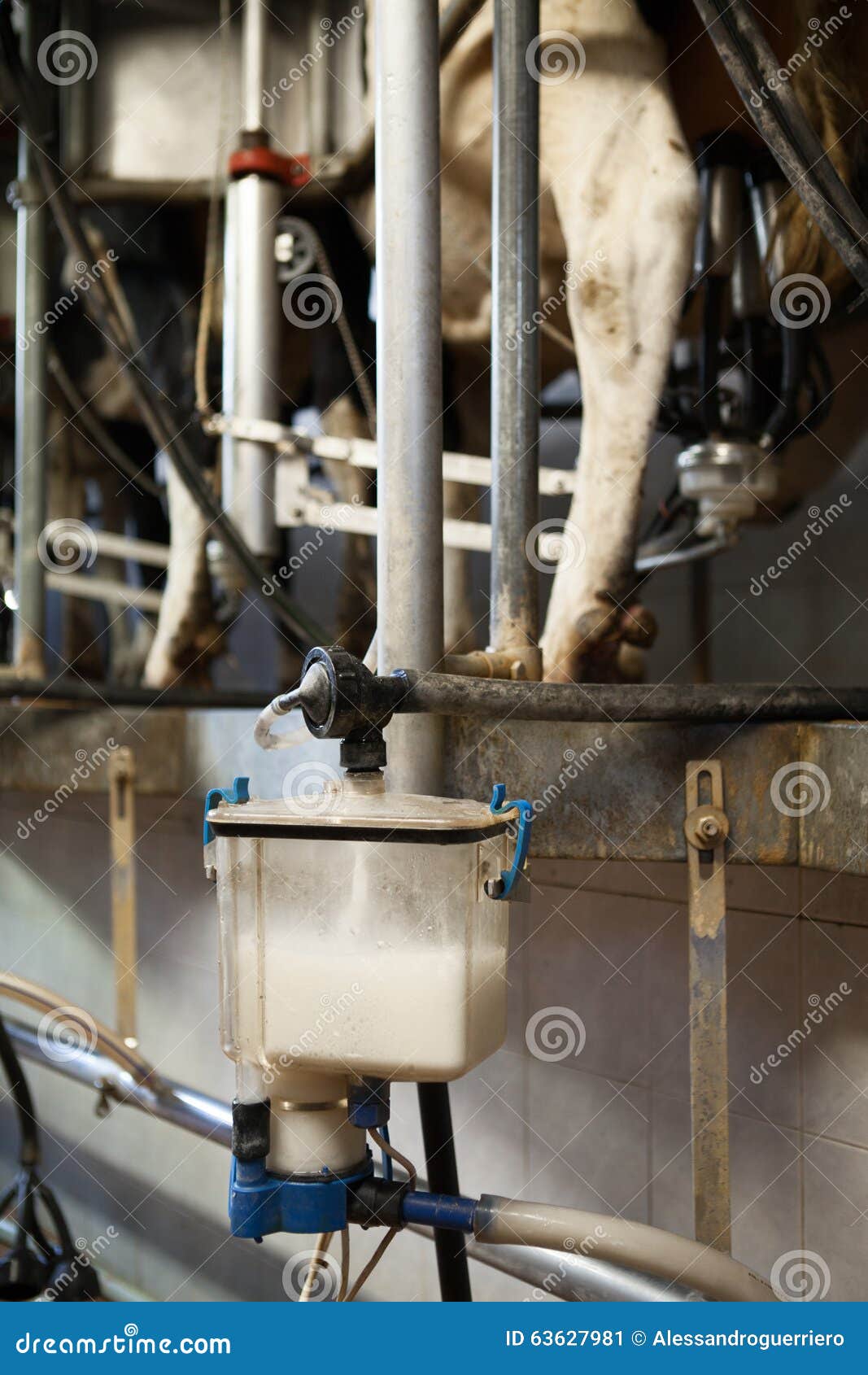 Milking process stock image. Image of agriculture, machine - 63627981