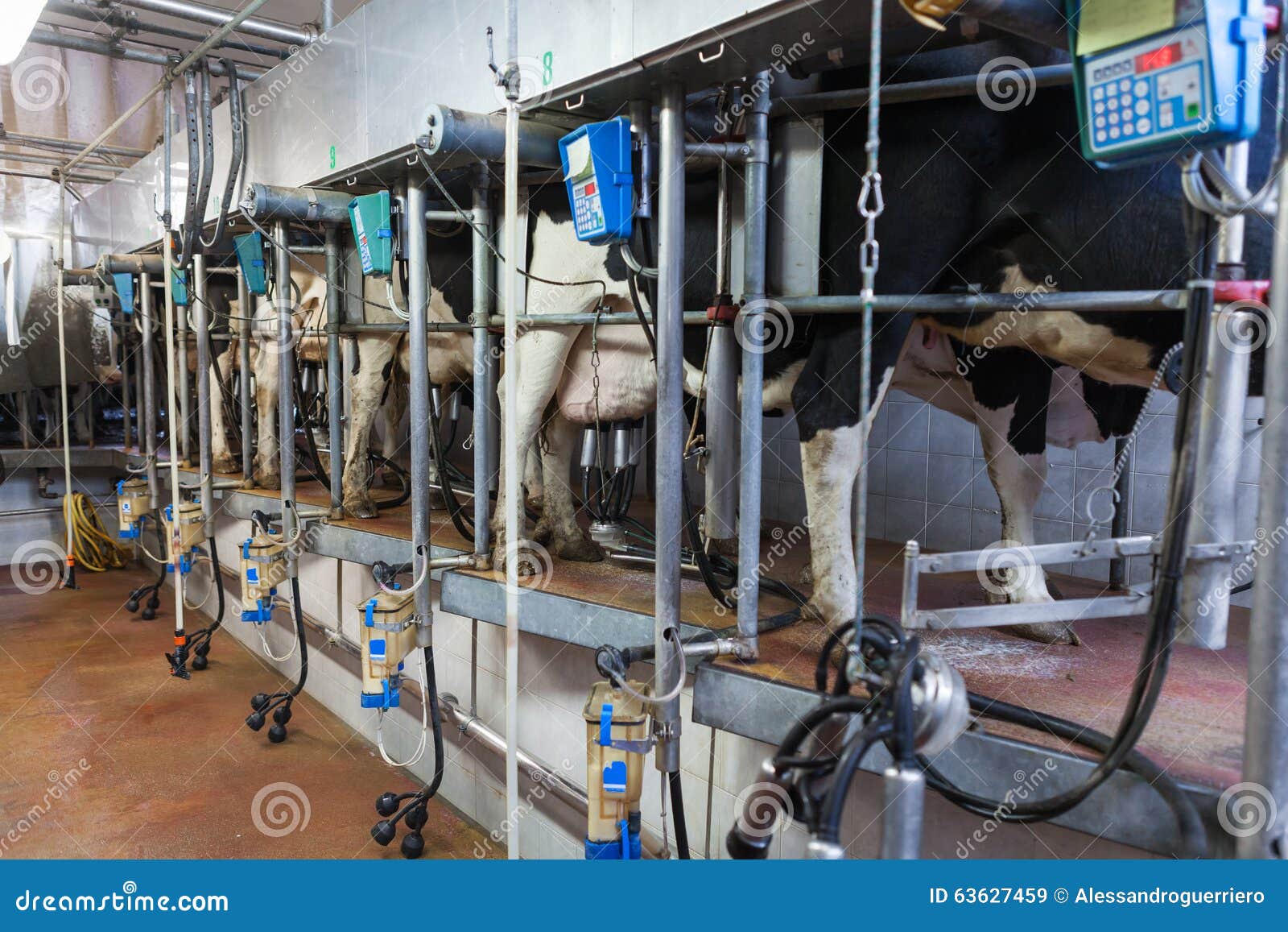 Milking process stock image. Image of cheese, breast - 63627459