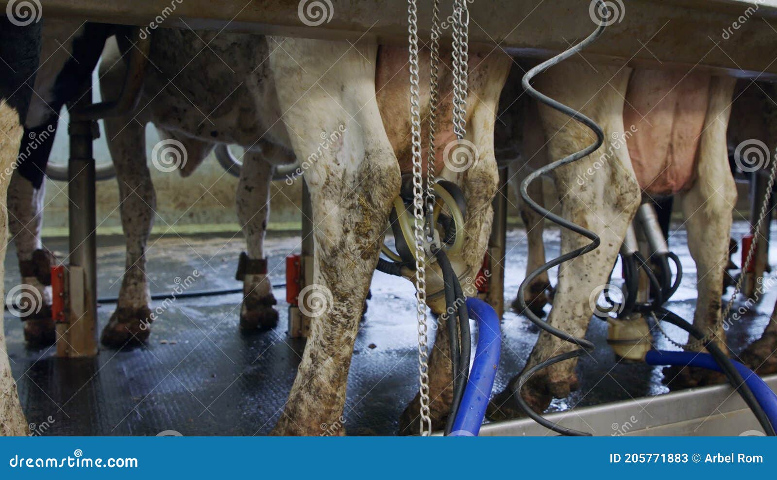 Milking Process of Cows in a Large Dairy Farm Stock Video - Video of ...