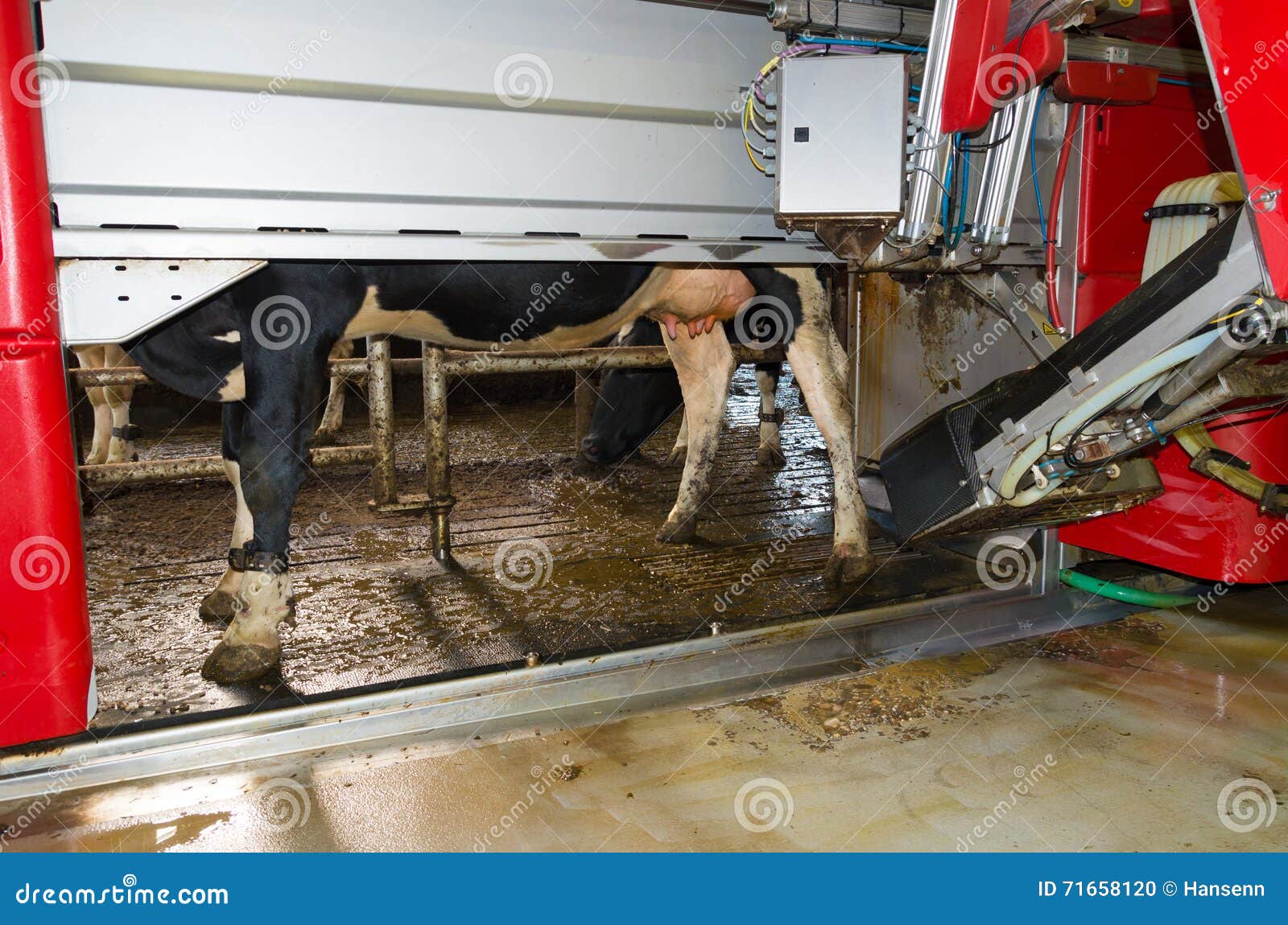 Automated Cow Milking Facility Equipment At Cattle Dairy Farm Editorial ...