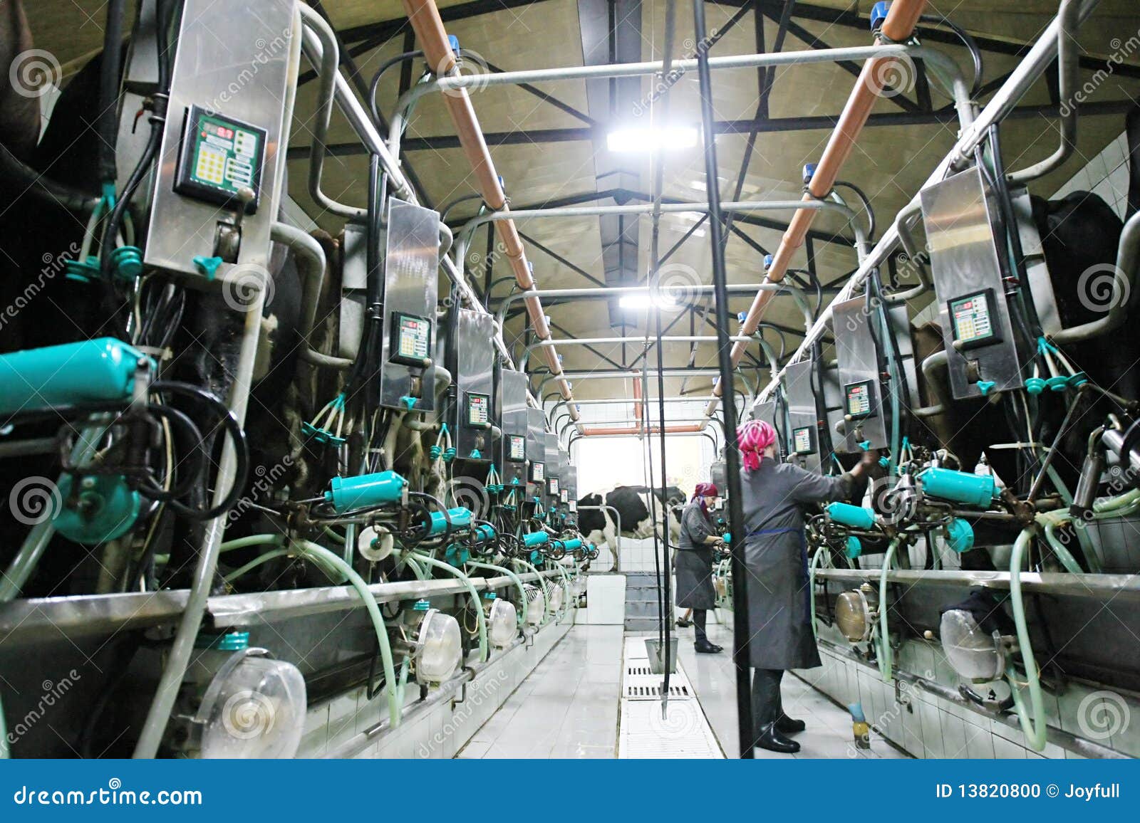 Milkmaid Farmer Woman Milking Machine Pumps Editorial Image ...